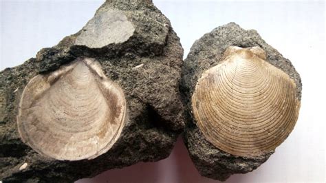 Late Jurassic Bivalves Of European Russia The Fossil Forum