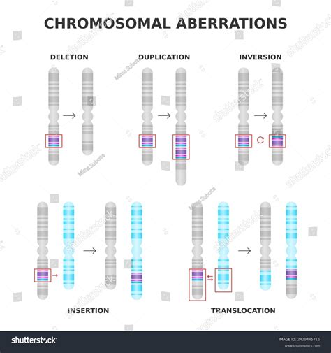 83 Vetores E Arte Vetorial Stock De Chromosome Inversion Shutterstock