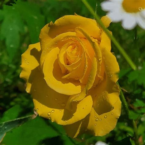 Roberta Bondar Rosapedia