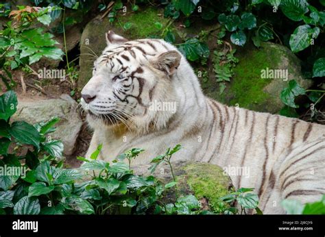 Half Albino Tiger