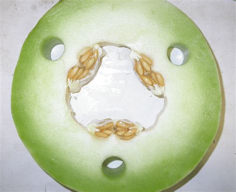 Cylindrical Tissue Sample Locations In Equatorial Slice From Honeydew