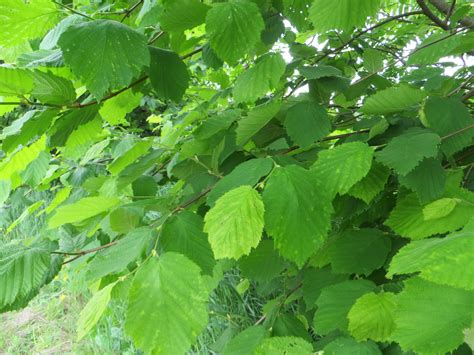 Corylus cornuta v. californica | Fourth Corner Nurseries