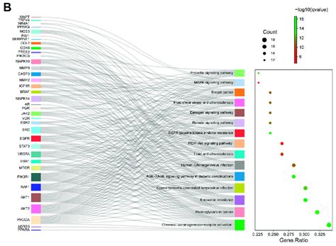 A Reactome Pathway Enrichment Analysis Of 56 Overlapped Genes B