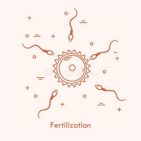 Fertilization Concept With Ovum And Sperm Stock Vector Illustration