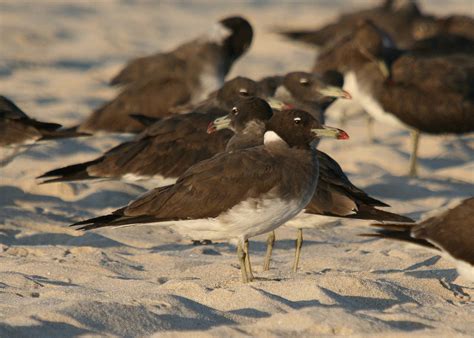 Sooty Gull L Distinctive Winged Wonder Our Breathing Planet