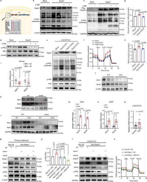 Myristoylated Eepd1 Enhances Lipolysis And Thermogenesis Through Pka