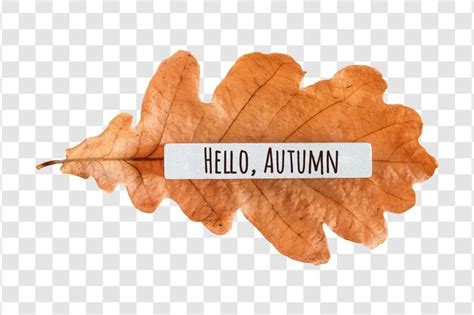 5162 흰 종이와 문구가 있는 갈색 말린 잎은 투명한 배경에 격리되어 있습니다 프리미엄 Psd 파일