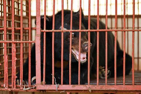 Bear Kept In Indoor Cage Sees The Outdoors For First Time In 20 Years