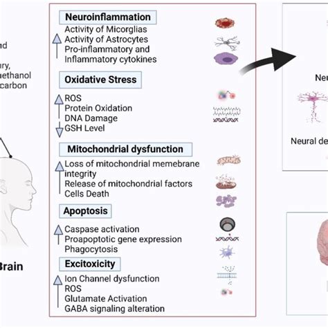Common Pathophysiology Of Psychiatric Disorders Download Scientific