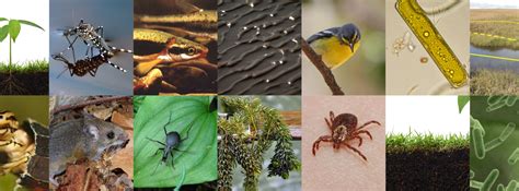 Observational Sampling Nsf Neon Open Data To Understand Our Ecosystems
