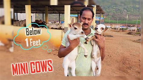Micro Mini Cows