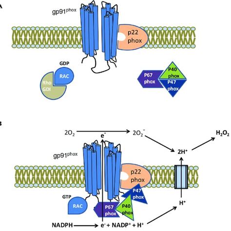 The Nadph Oxidase Nox Activation Complex In The Cytoplasmic Membrane