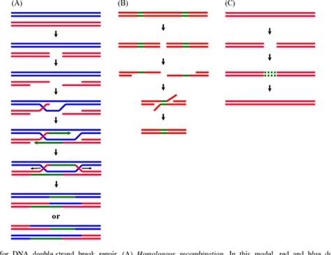 Biol 3010 Exam 2 Abbie Copy Flashcards Quizlet
