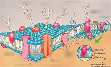 Diagram Of Plasma Membrane Labelling Quizlet