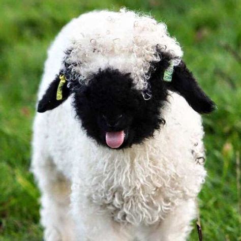 Valais Blacknose Sheep Valais Blacknose Sheep Cute Sheep Super Cute