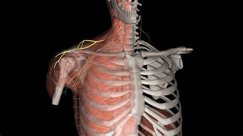 Premium Photo The Suprascapular Nerve Is The Lateral Branch Of The