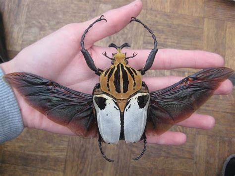 Worlds Largest Insect Faces Extinction How To Save Two Species Of
