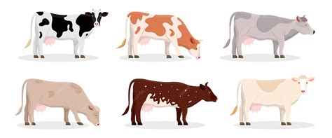 Conjunto De Ilustrações Vetoriais De Diferentes Raças De Vaca Desenhos