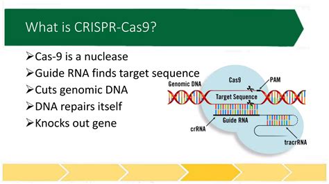Hyperkalemic Periodic Paralysis Hypp Pptx