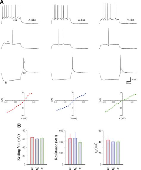 Membrane Properties Of Morphologically Identified Cells Types In Dlgn