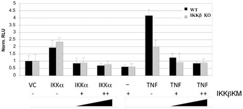 Ikkβ Kinase Mutant Inhibits Tnf And Ikkα Induced Nf κb Dependent Download Scientific Diagram