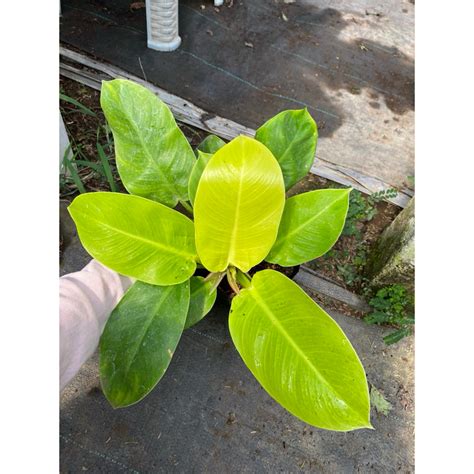 Jual Philo Moonlight Tanaman Hias Tanaman Murah Shopee Indonesia