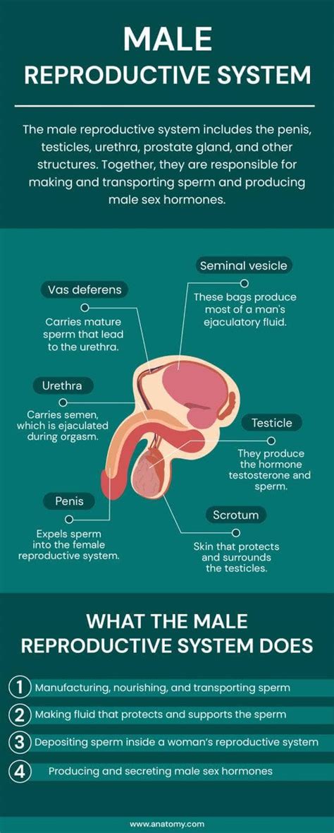 Male Reproductive System Infographic Lifemap Discovery Chapter 3