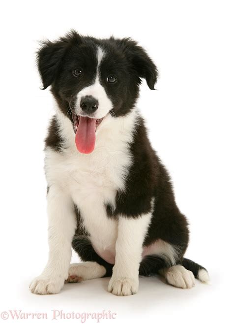 Border Collie Black And White Puppies