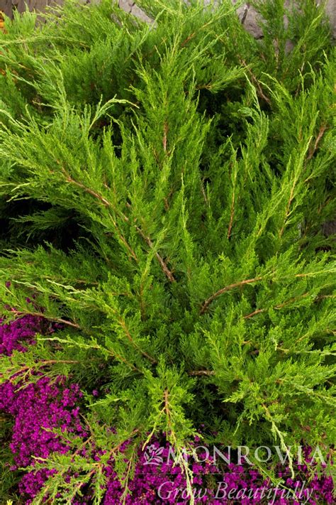 Juniper Mint Julep®