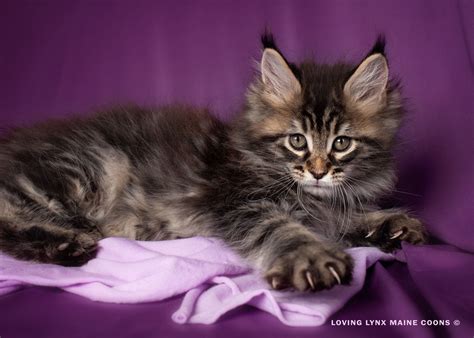 Calico Maine Coon Kittens