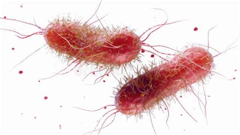 Microscopic Campylobacter Jejuni In Raw Chicken Potential Health Risks