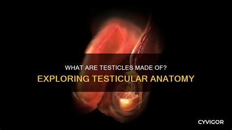 What Are Testicles Made Of Exploring Testicular Anatomy Cyvigor