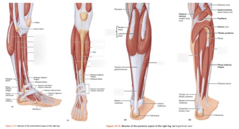 Leg Anatomy Labeled