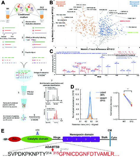 Identification Of Mt1 Mmp As A Novel Adamts9 Substrate A Schematic Download Scientific