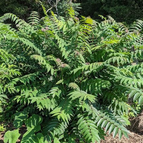 How To Get Rid Of Tree Of Heaven 4 Effective Control Methods