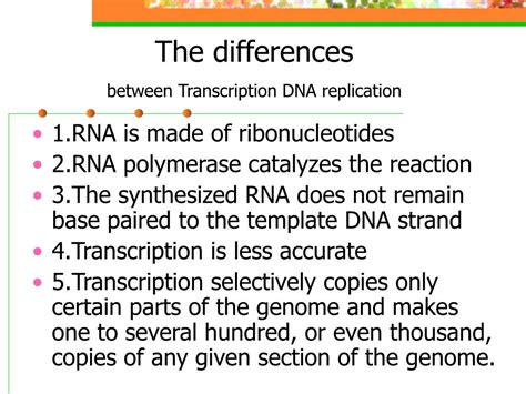 PPT The Differences Between Transcription DNA Replication PowerPoint Presentation ID