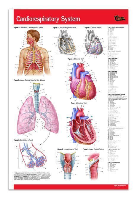 Cardiorespiratory System Poster Cardiovascular Physiology Poster 24 X 36 Artofit
