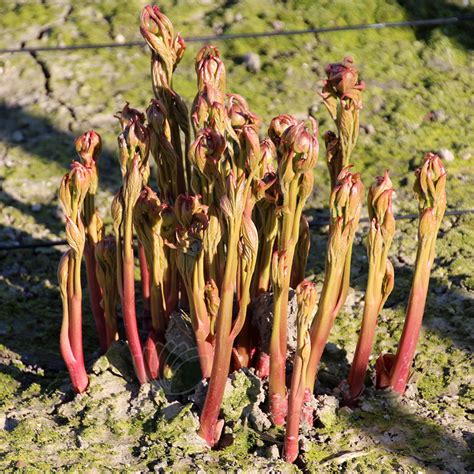 Imagesgrand Massive 2