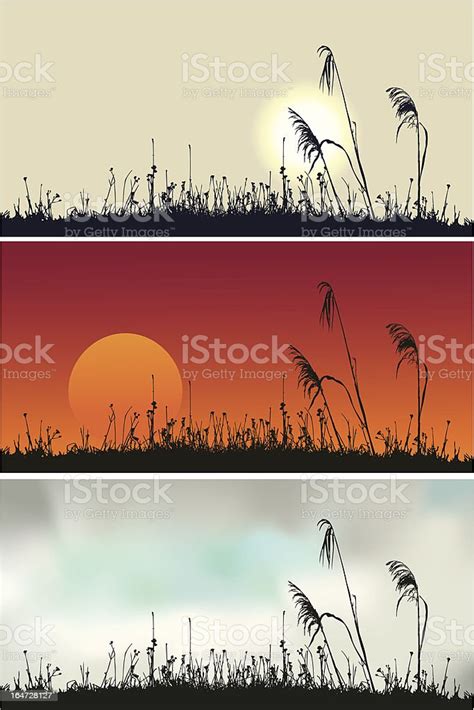 Reeds And Sky Stock Illustration Download Image Now Autumn Black