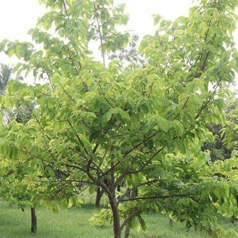 Asimina Triloba ‘mitchell‘ Asiminier Paw Paw