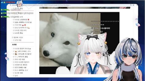 [클립]나나문 닮은 북극여우 입양한 카린야 윤이제님 반응 나나문이다 Soop Vod