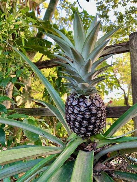 How Long Does It Take To Grow A Pineapple Pineapple Growing Stages