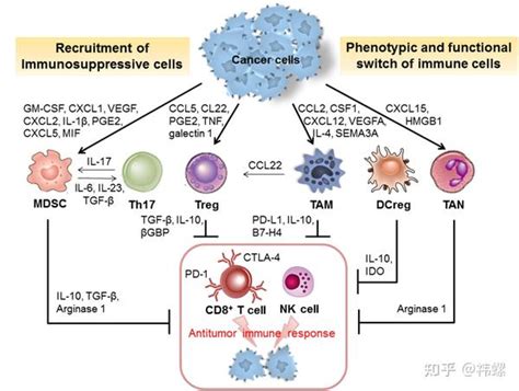 肿瘤转移相关综述 （3） 知乎
