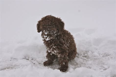 Best Dog Shampoo And Conditioner Cockapoo At Tayla Wilkin Blog