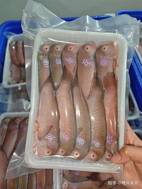 这些海鱼的潮汕方言，95的人都对应不上（上） 知乎