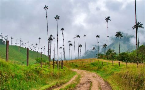 Vale De Cocora Um Paraíso Andino Na Colômbia