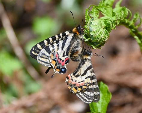 ギフチョウ♀ × ヒメギフチョウ♂