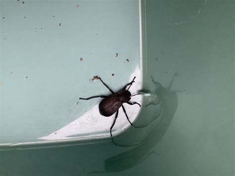 Upis Upis Picture Insect