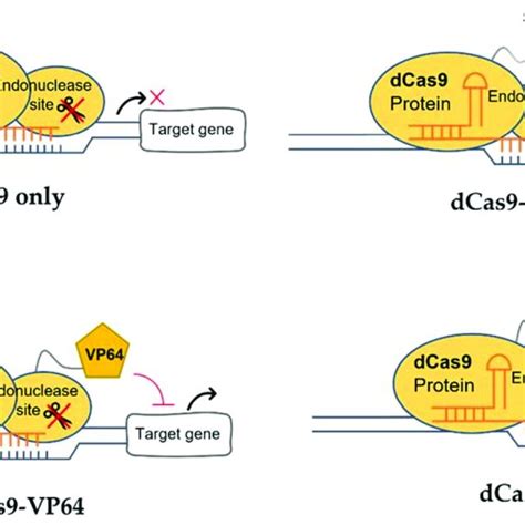 Different Types Of Dcas9 Protein With Or Without The Effectors Such As