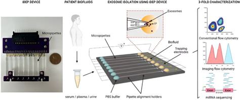 On Linkedin Rapid Purification And Characterization Of Circulating Small Extracellular